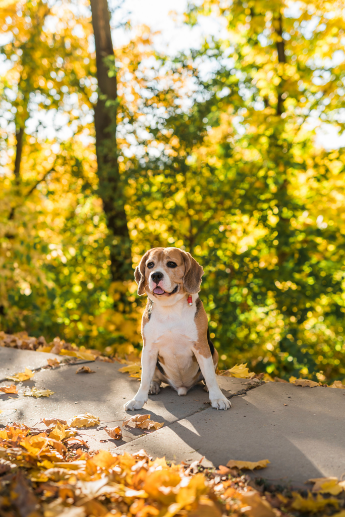 Autumn Pet Safety - East Lee News